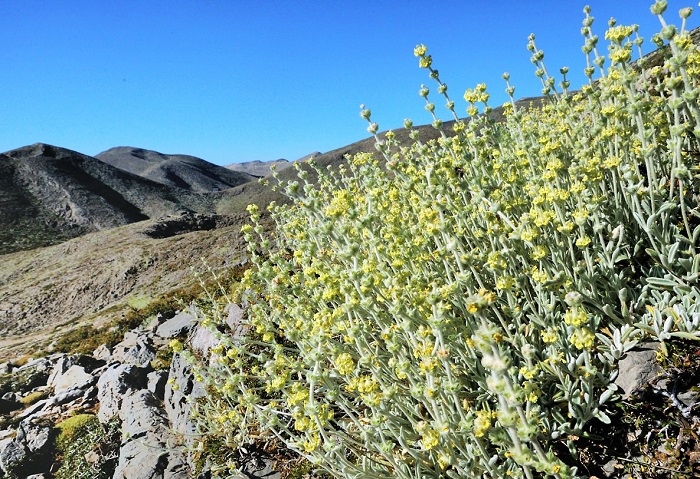 Malotira. The Cretan mountain tea. - WALK-IT